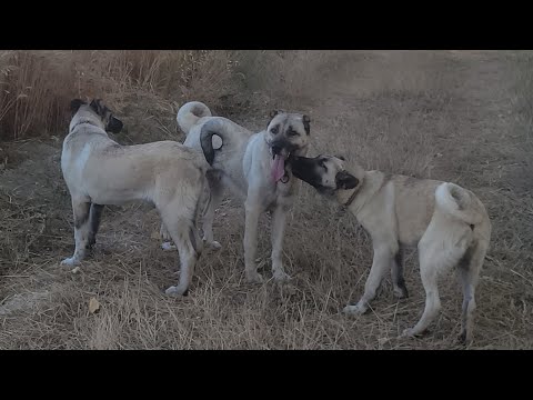 KANGAL AKILLI VE YAVRULARIN VUKUATI