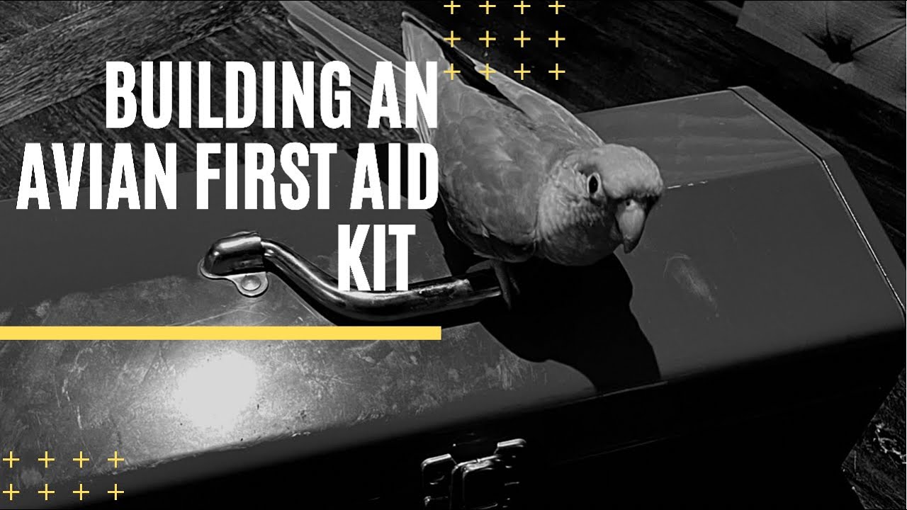 Setting up an Avian First Aid Kit - YouTube