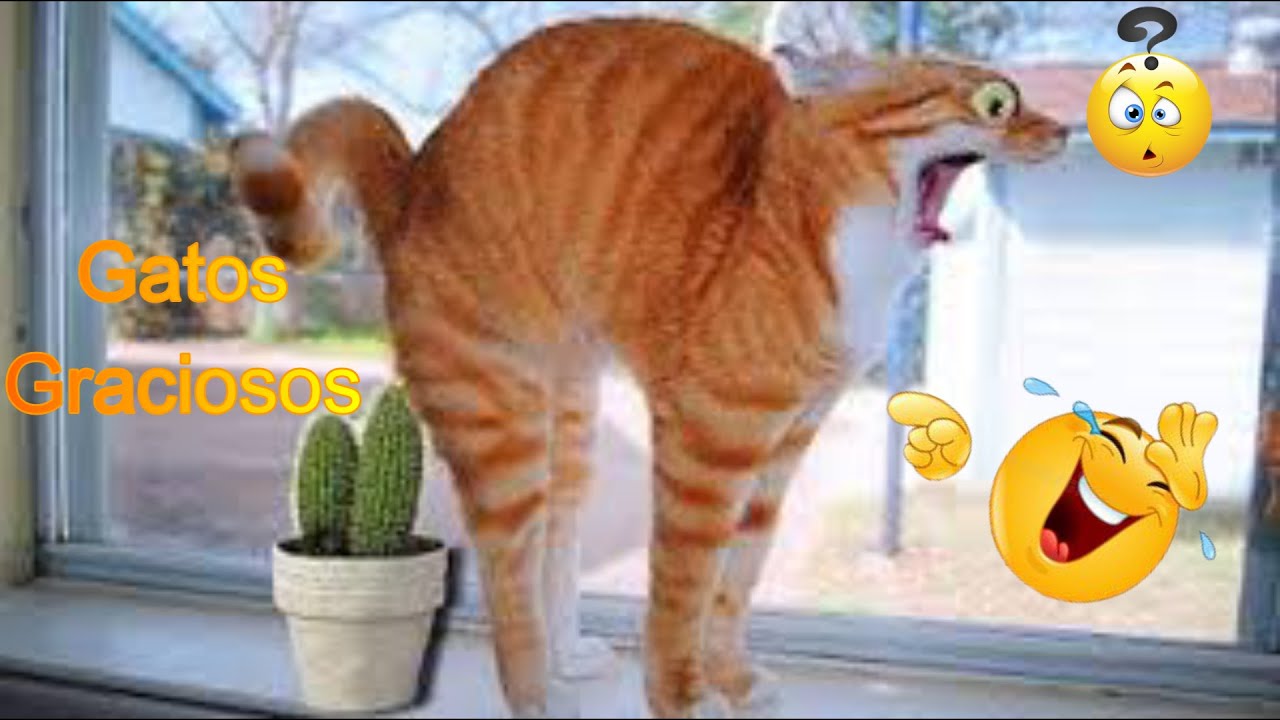 🐱Los mejores Gatos Graciosos 🤣 Videos De Risa De Gatos Chistosos #1 😂 ...