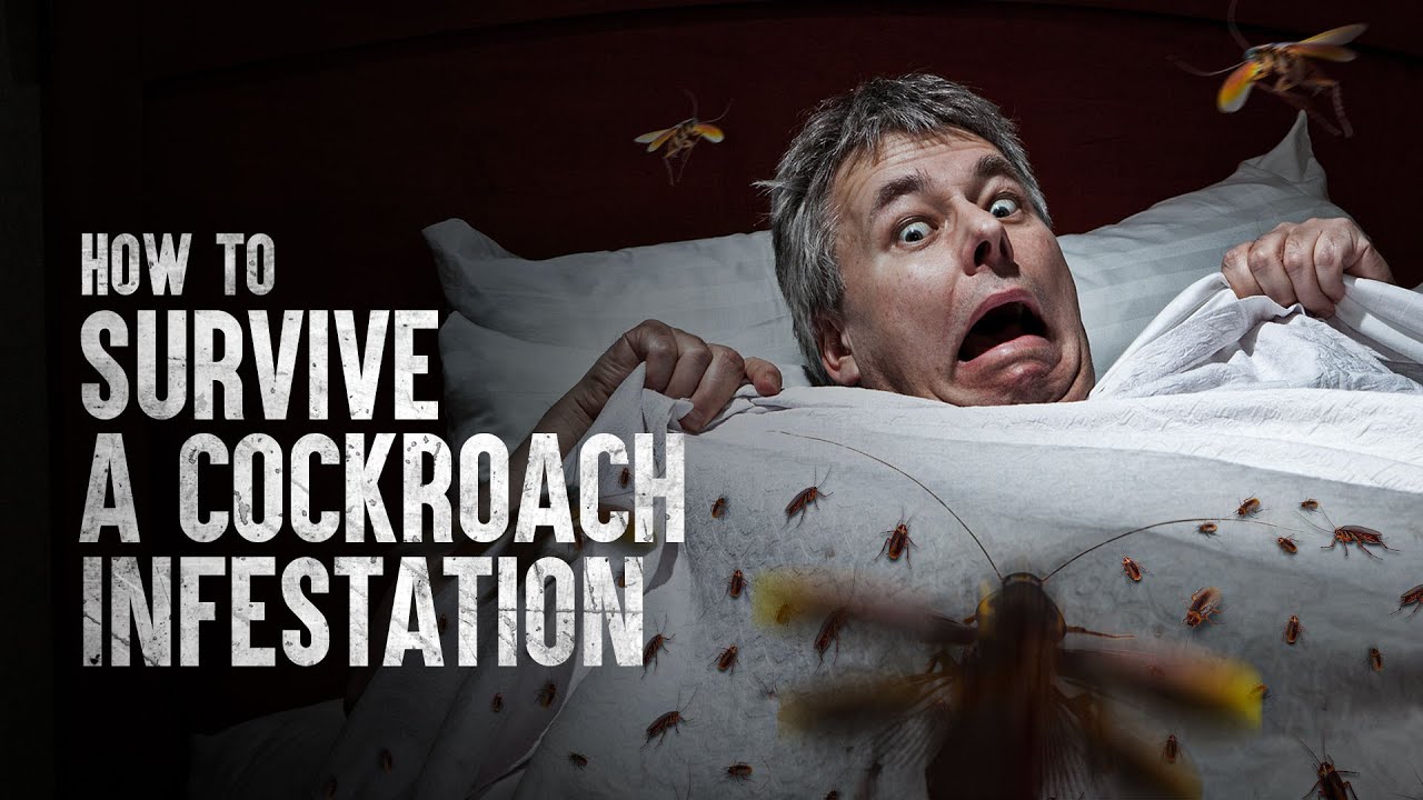How to Survive a Cockroach Infestation - YouTube