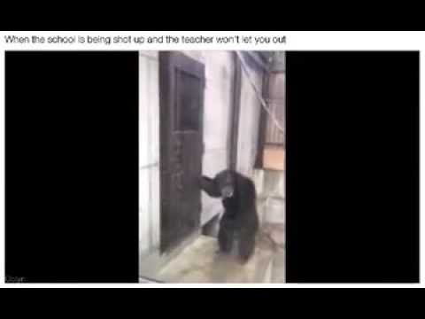 monkey banging on door - YouTube