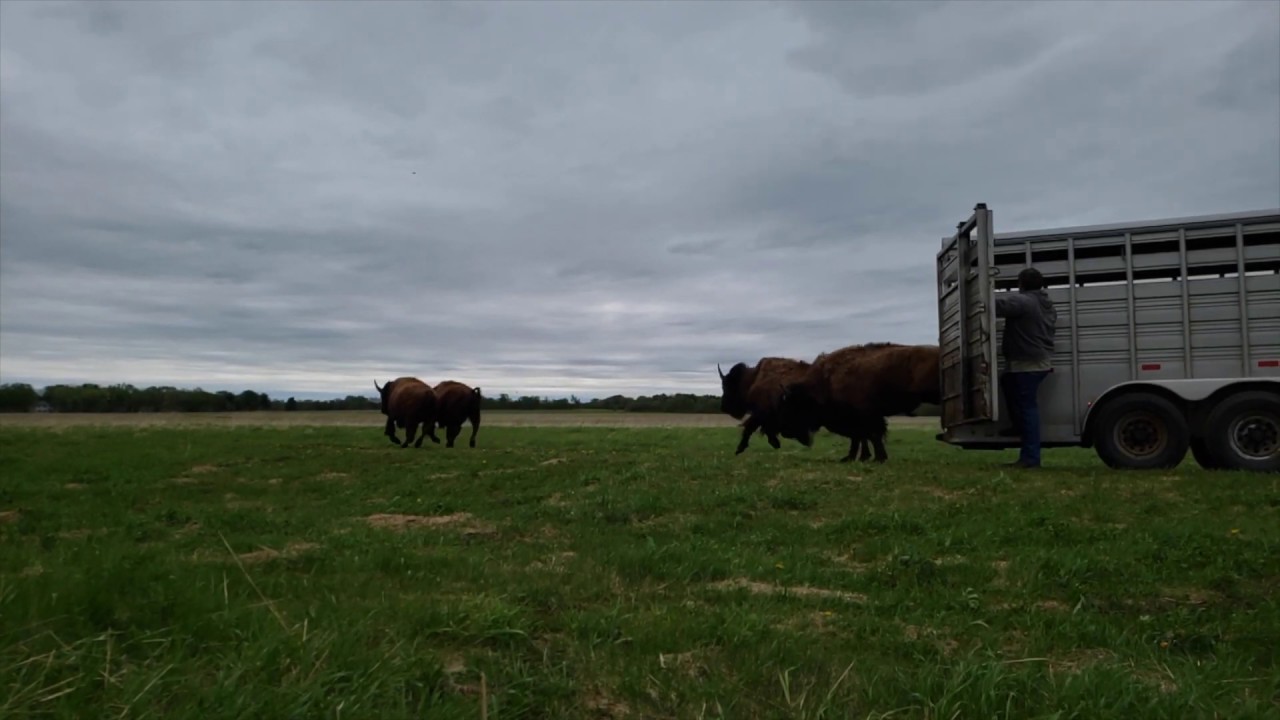 Belwin Bison Release 2020 - YouTube
