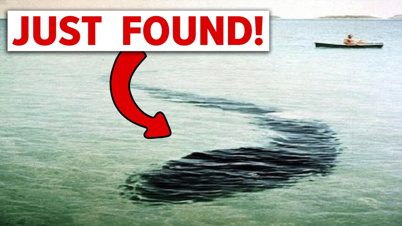 The Hook Island Sea Monster Has Finally Been Identified - YouTube