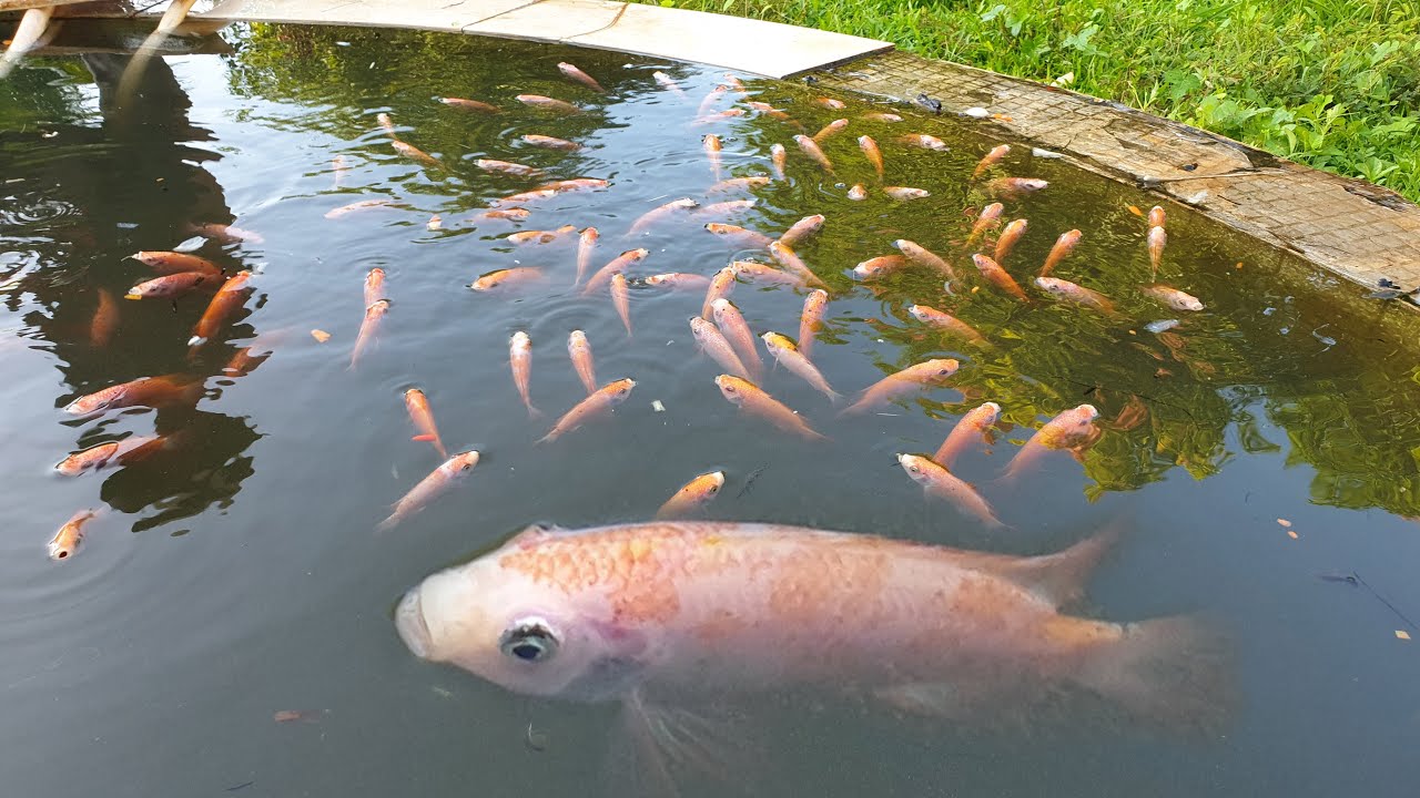 rural fish | Best Fishing pool, amazing fishing - YouTube