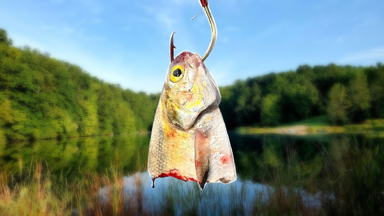 Catfishing in Floodwater the challenge is ACCEPTED! - YouTube