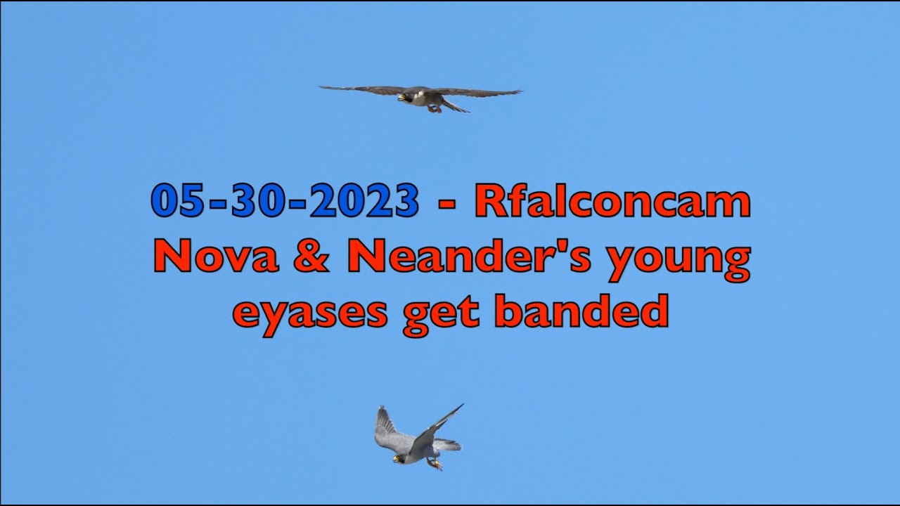 2023- 05-30 Rfalconcam Banding Day and the naming of the eyases - YouTube