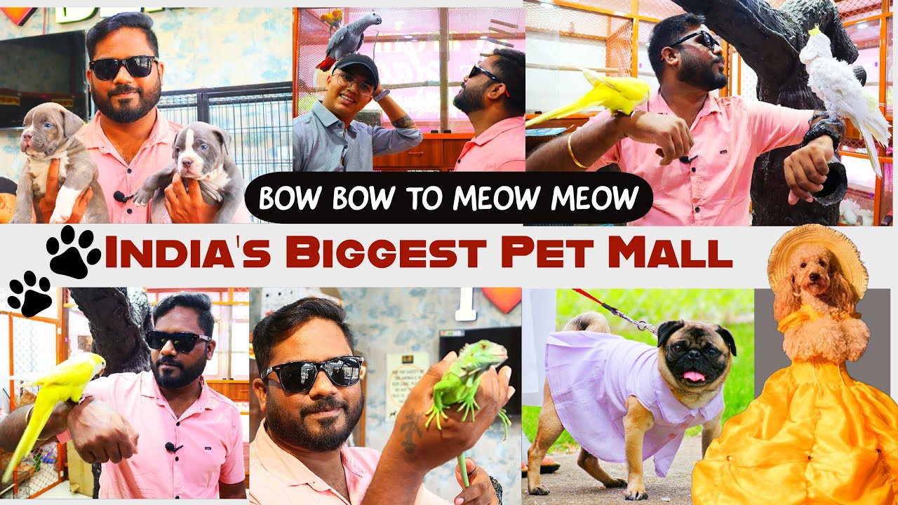 Bow Bow to Meow Meow| India's Biggest Pet Mall - YouTube