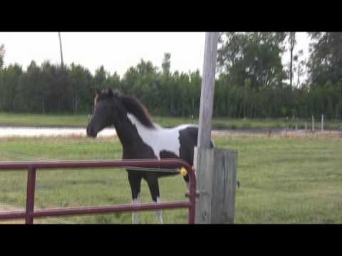 Horse Fart