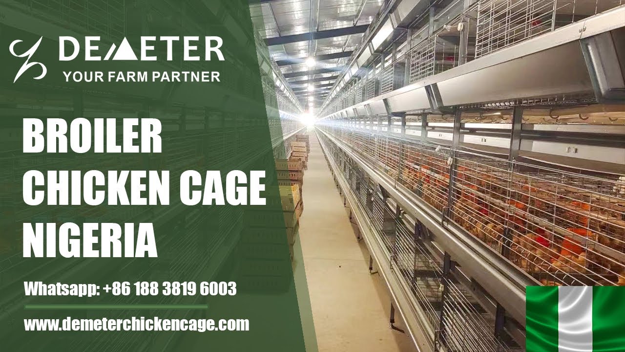 Automatic Broiler Chicken Cage Poultry Farming System for Modern Farms ...