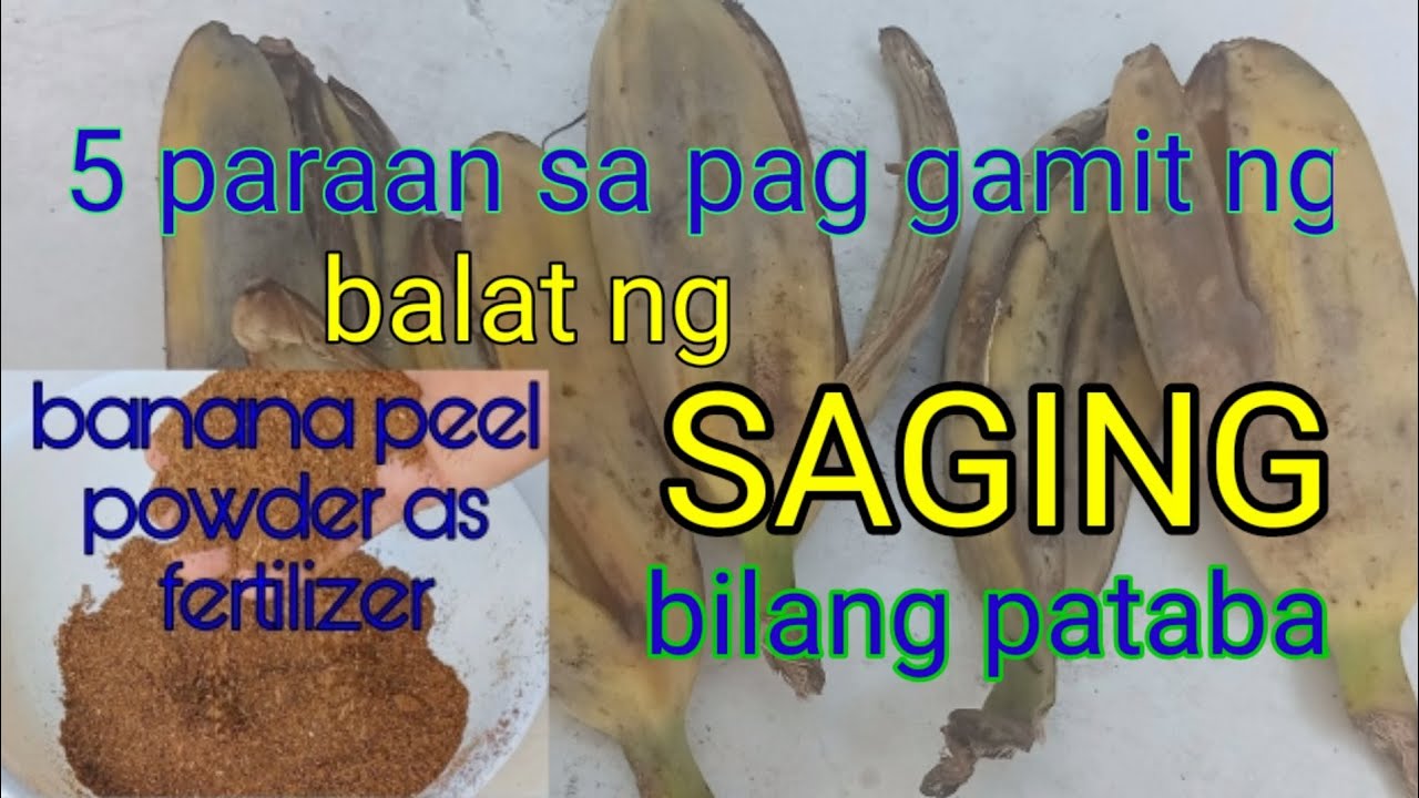 5 PARAAN SA PAGGAMIT NG BALAT NG SAGING BILANG PATABA/BANANA PEEL TEA ...