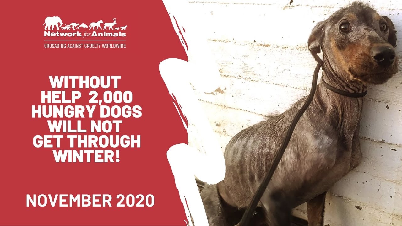 Without help 2,000 hungry dogs will not get through winter! - YouTube
