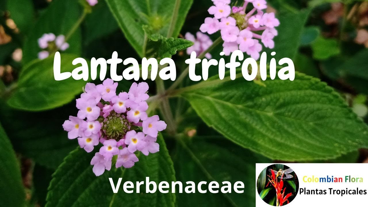 Lantana trifolia o cariaquito morado. Planta tropical silvestre ...