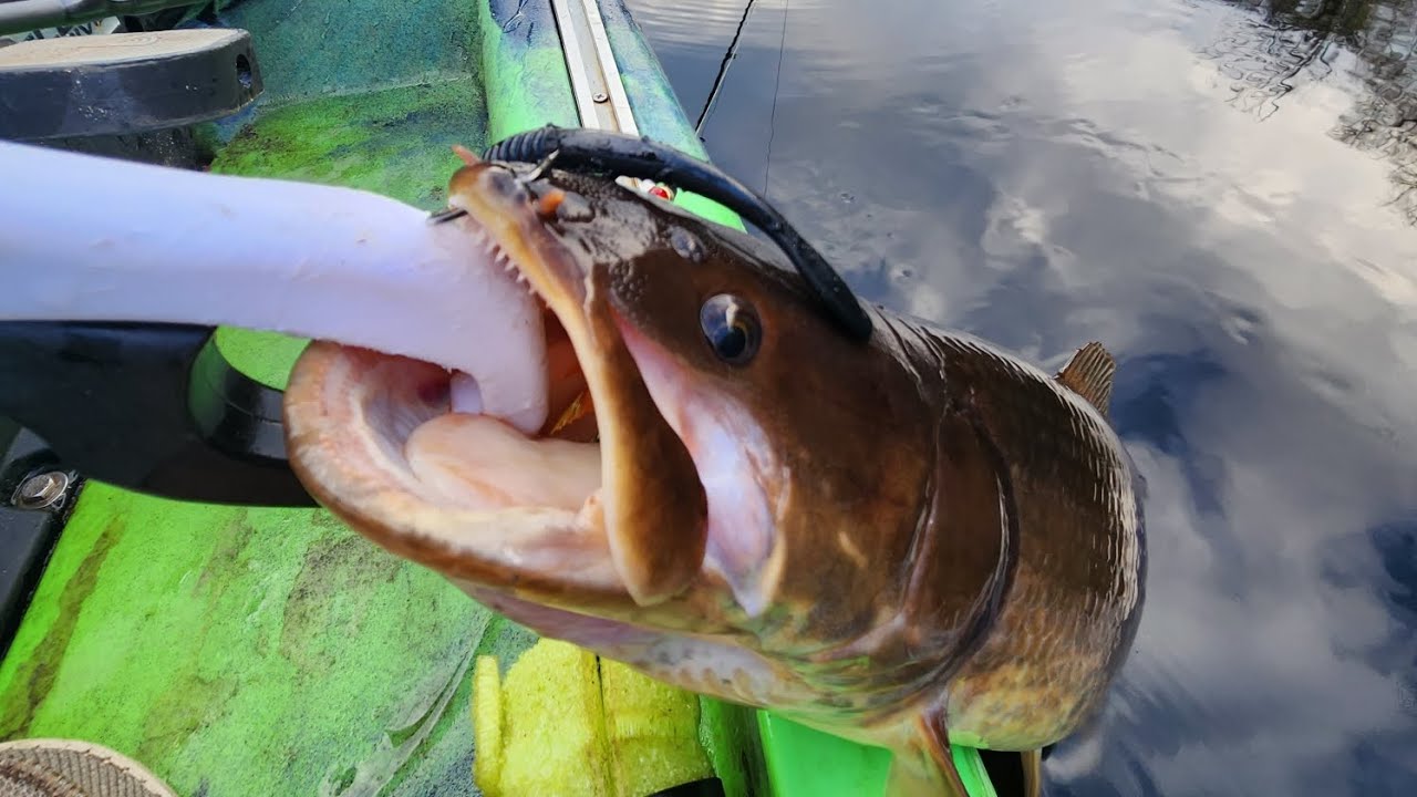 Chasing Prehistoric Fish: Epic Bowfin Battles! - YouTube