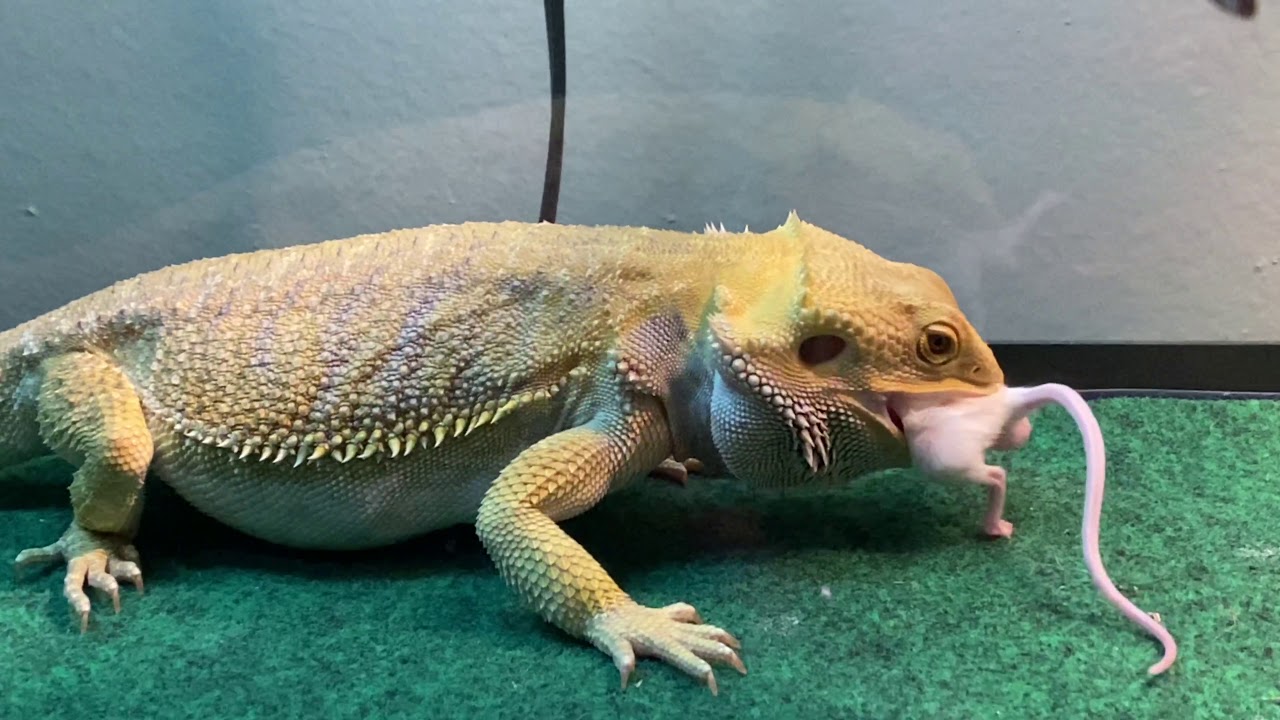 Bearded dragon eats mouse!!! - YouTube