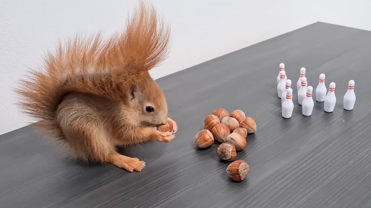 Squirrel playing bowling! Squirrel learns to play bowling! | PushPaws ...