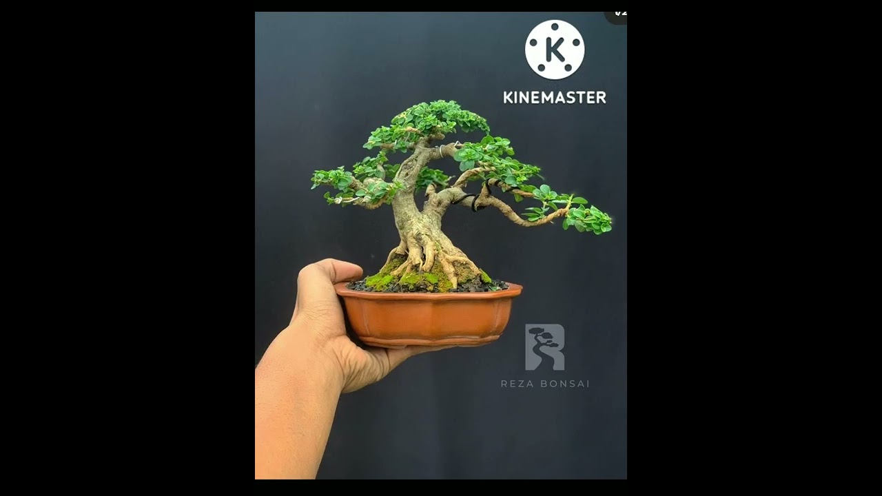 Inspirasi bonsai the MAX 30 CM bogel - YouTube