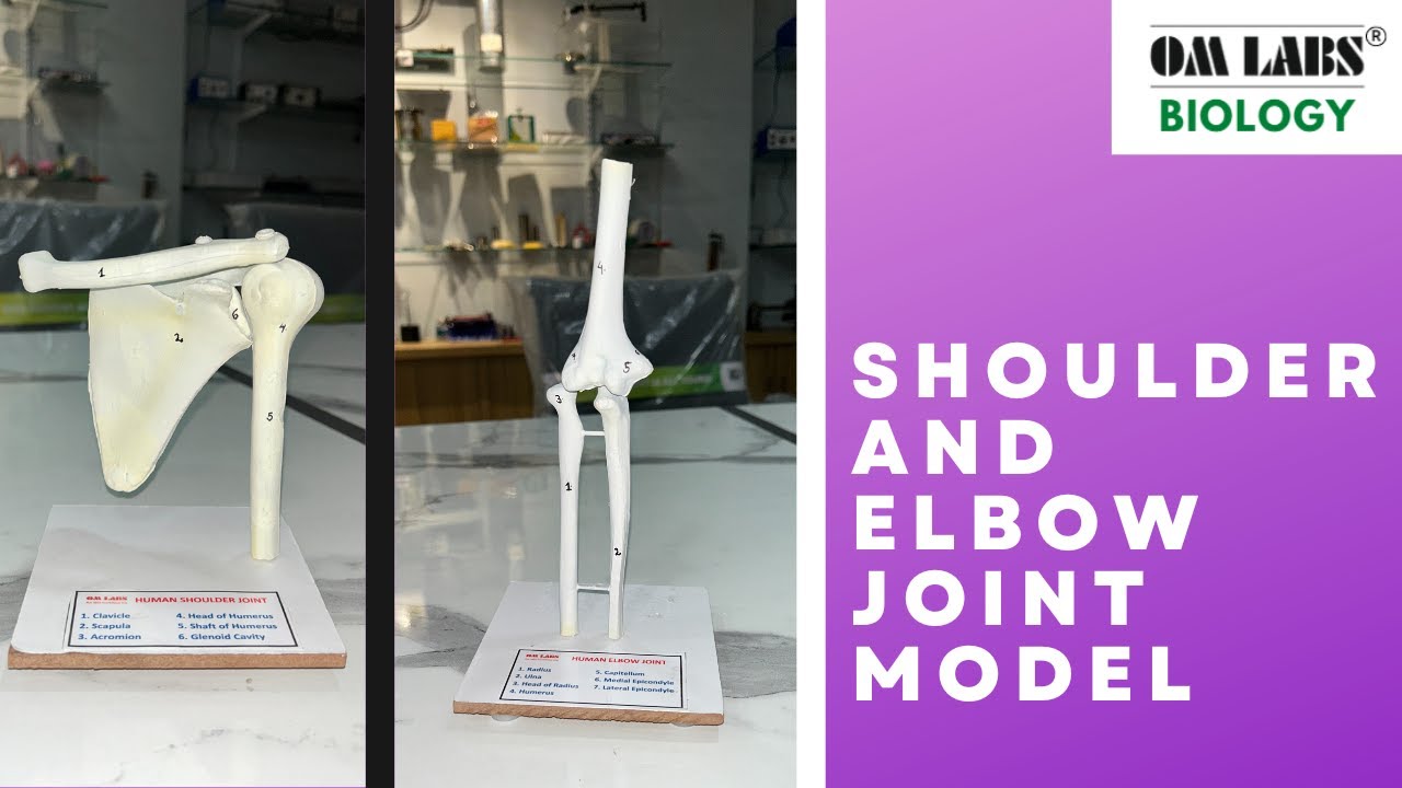 Shoulder Joint and Elbow Joint | Human Joints | Osteology | Biology ...