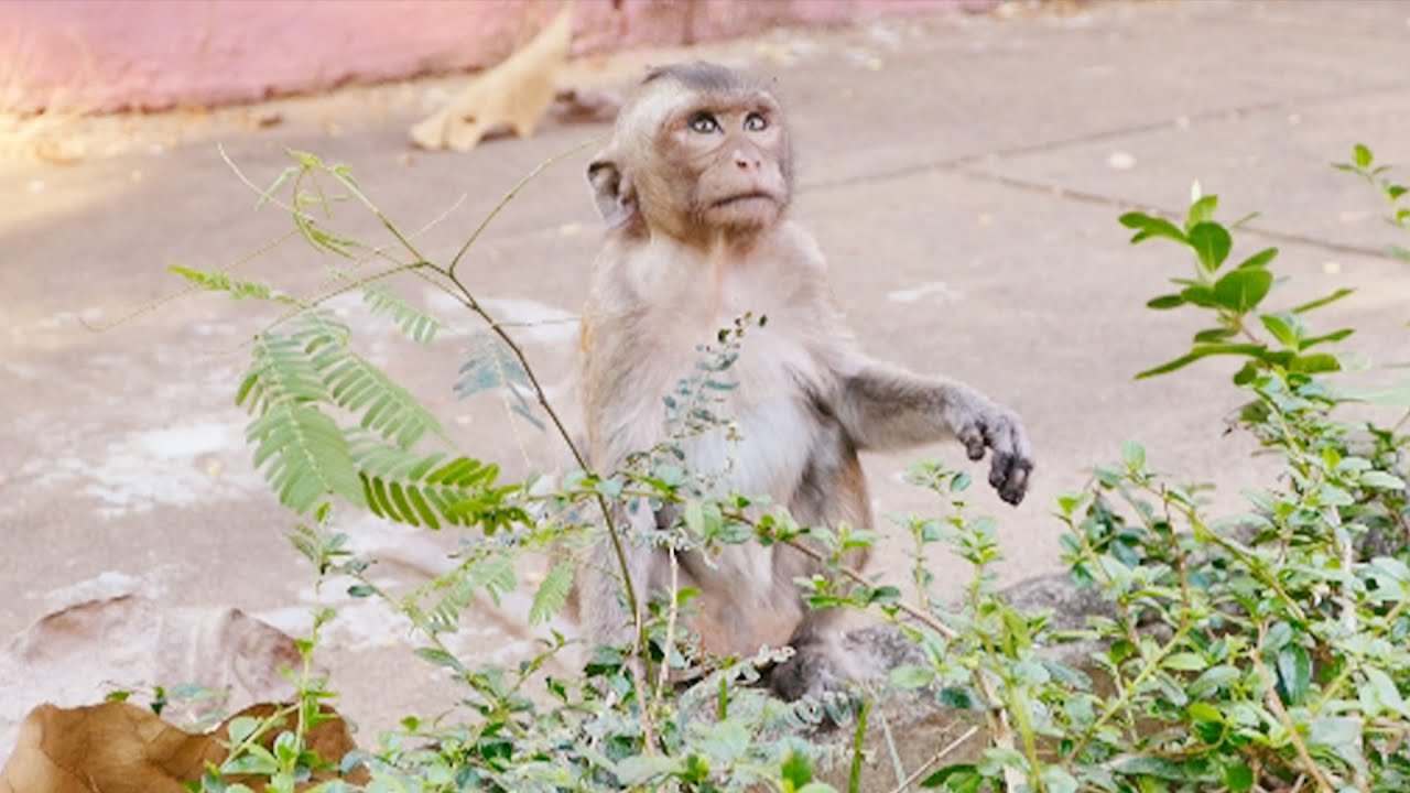 Adorable Girl Monkey Emily Going Have Her Young sibling soon That Her ...