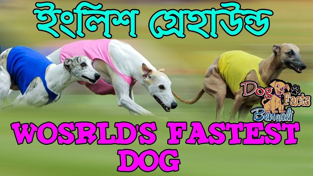 English greyhound facts in Bengali | Interesting Facts | Dog Facts ...