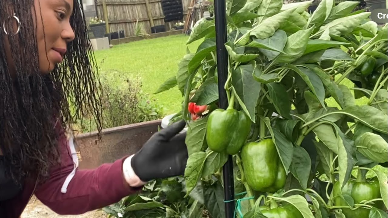 Harvesting Peppers & Cleaning Your Backyard Garden: Step-by-Step ...