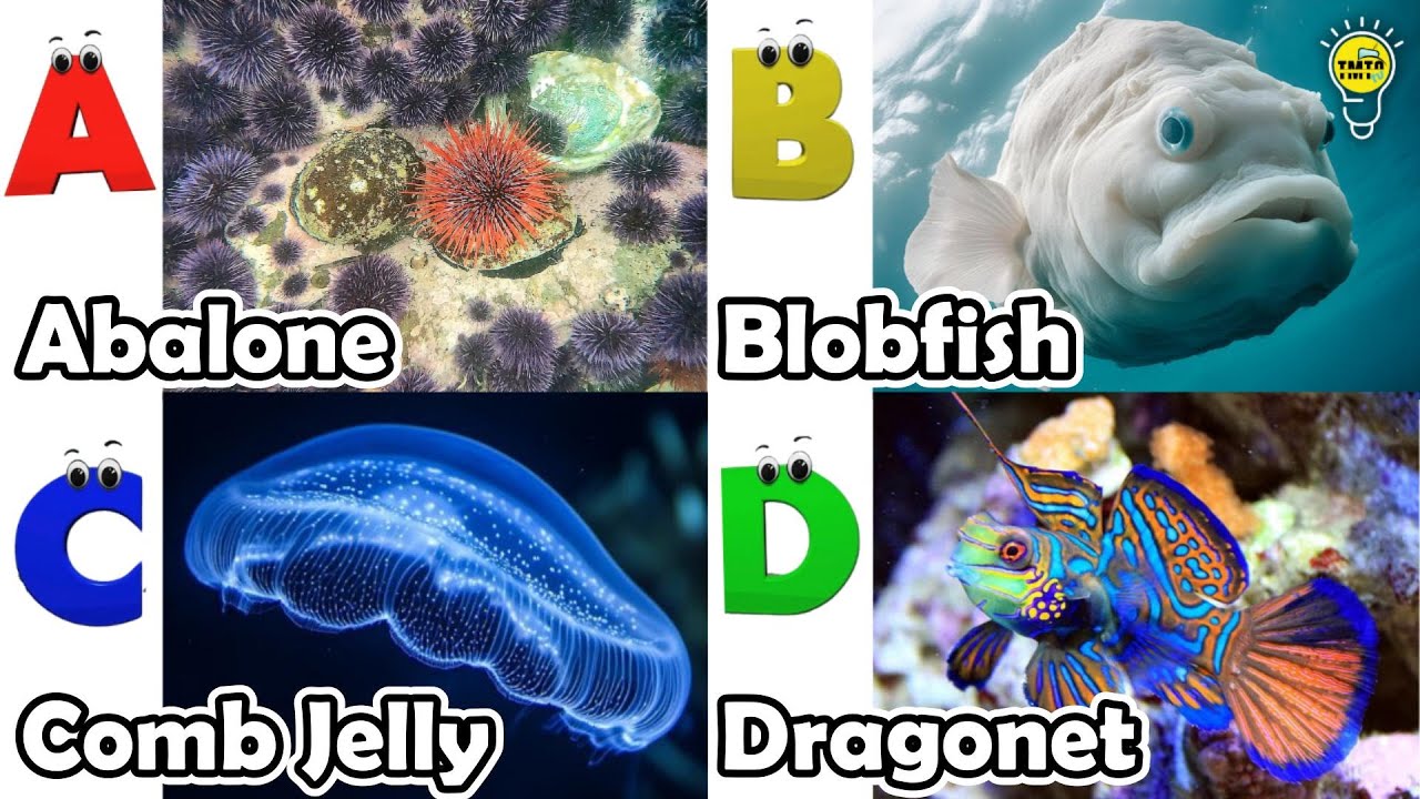 Learn Ocean Animal Names ABC Sea Animals Song Most Popular Sea learn-ocean-animal-names-abc-sea-animals-song-most-popular-sea