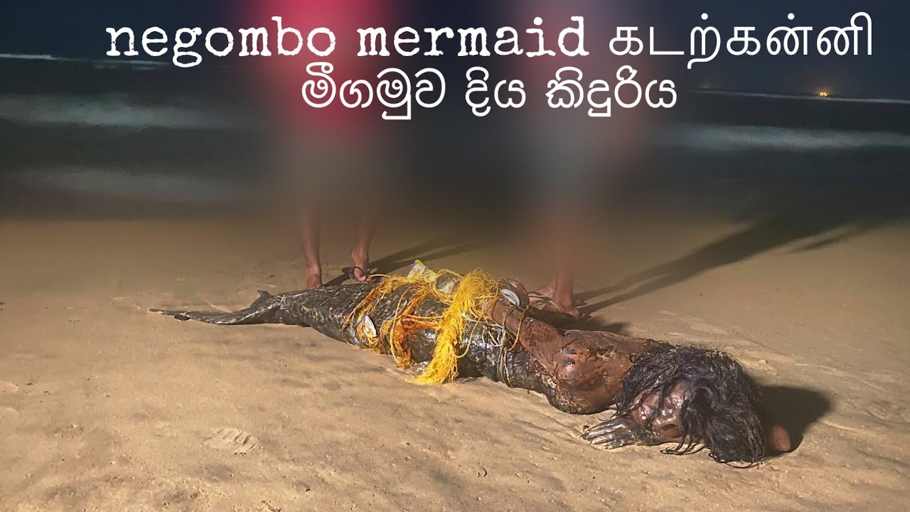 #Real_Mermaid Negombo | Real Mermaid Spotted Sri Lanka #negombo_mermaid ...