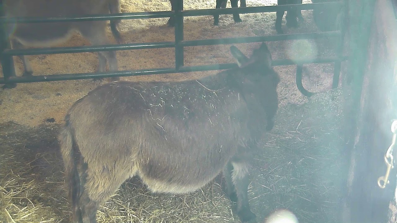 Donkey Barn Cam 02-19-2018 07:38:37 - 08:38:37 - YouTube