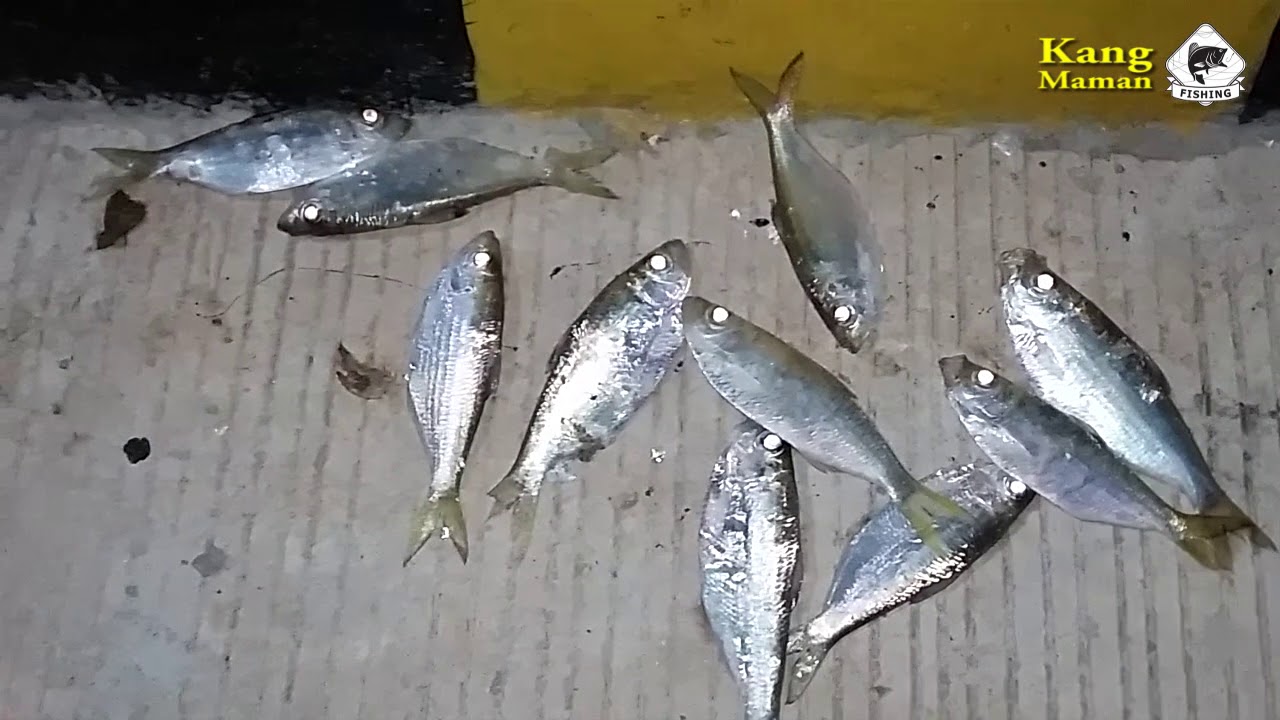 Longline Fishing Modern Technique | Nighttime Excitement - YouTube