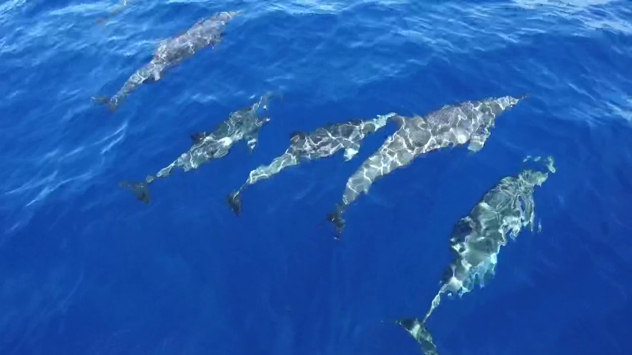 Delfines. Dolphins - YouTube