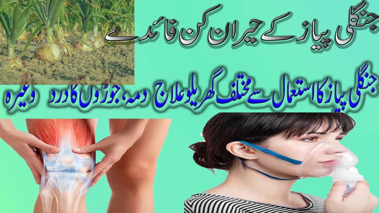 Jangli Pyaz ka istaimaal | Benefits of Junglee Onion | Jangli Pyaz in ...