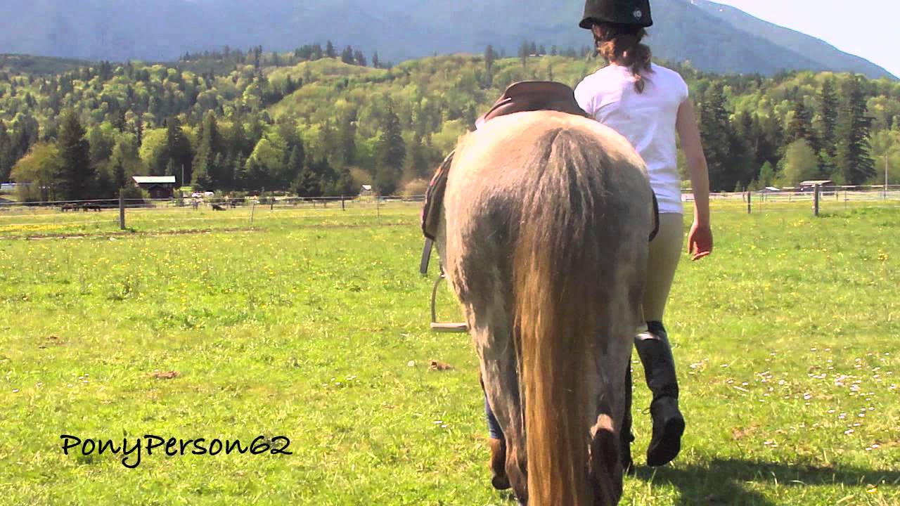 Training a Small Pony Hunter: Part 3! |HD| - YouTube