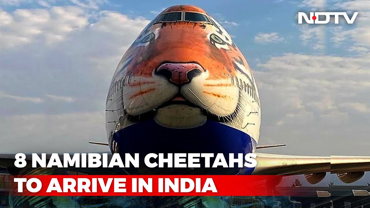 A Tiger-Faced Plane To Fly In Cheetahs From Namibia - YouTube