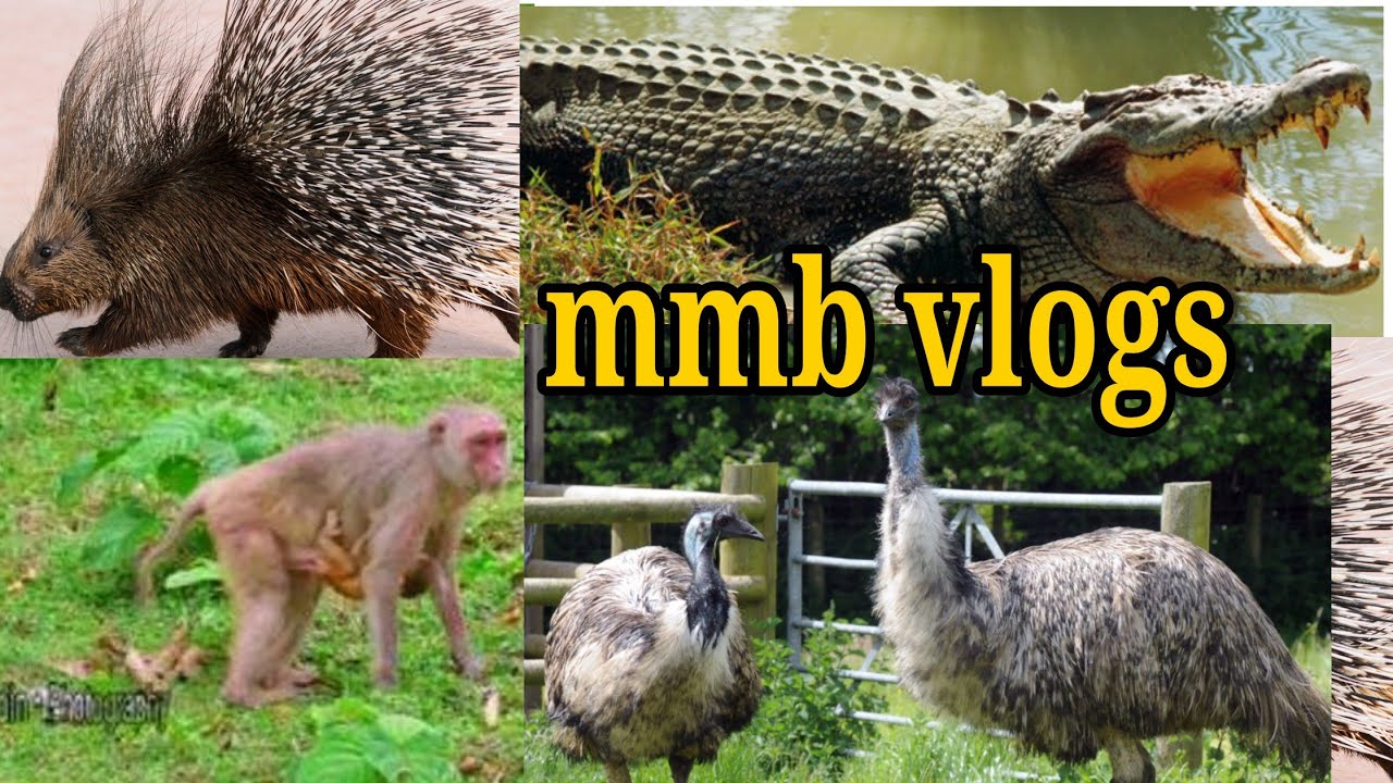 crocodile, EMU ,monkey, discovery video, mmb vlogs - YouTube