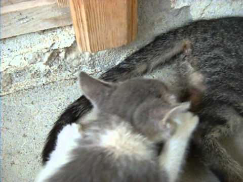 SAPIK KEDİ (perverse cat)