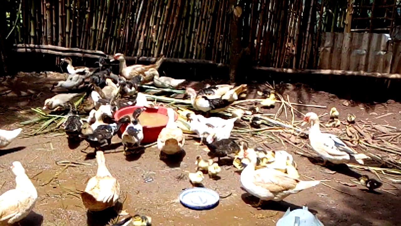 Duck rearing in Uganda - YouTube
