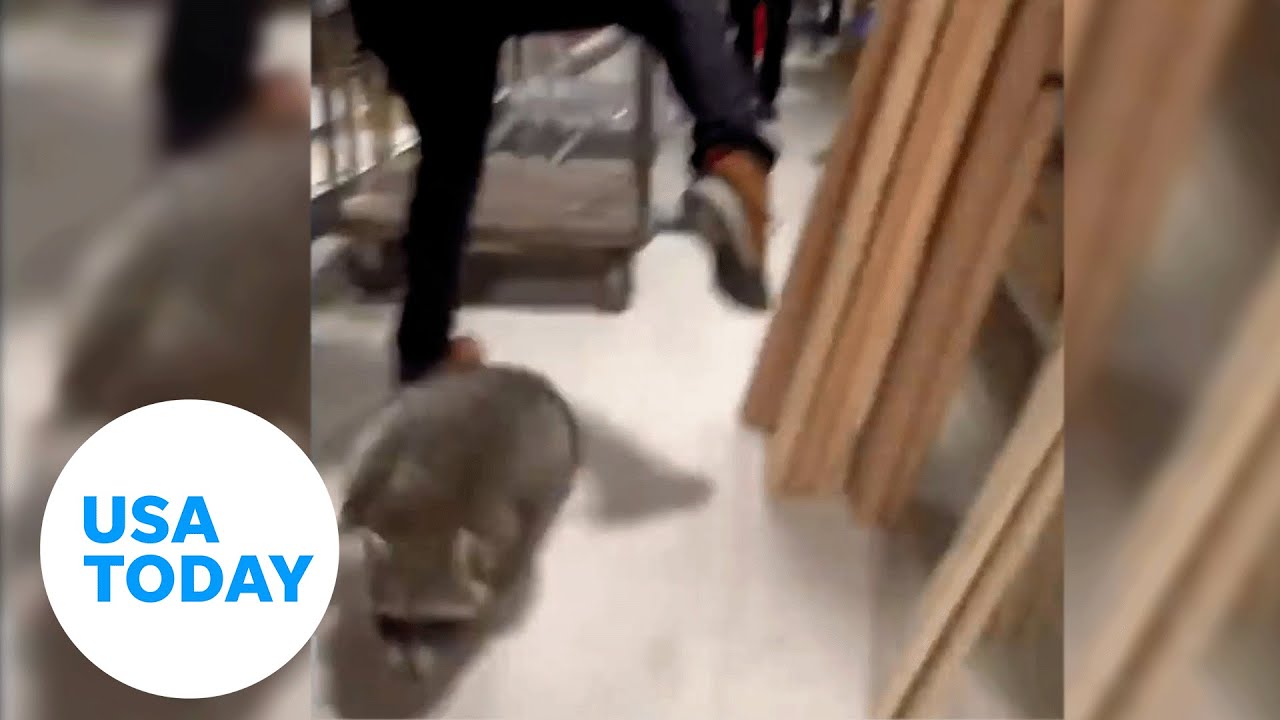 Raccoon evades capture by running around shoppers in a Colorado store ...