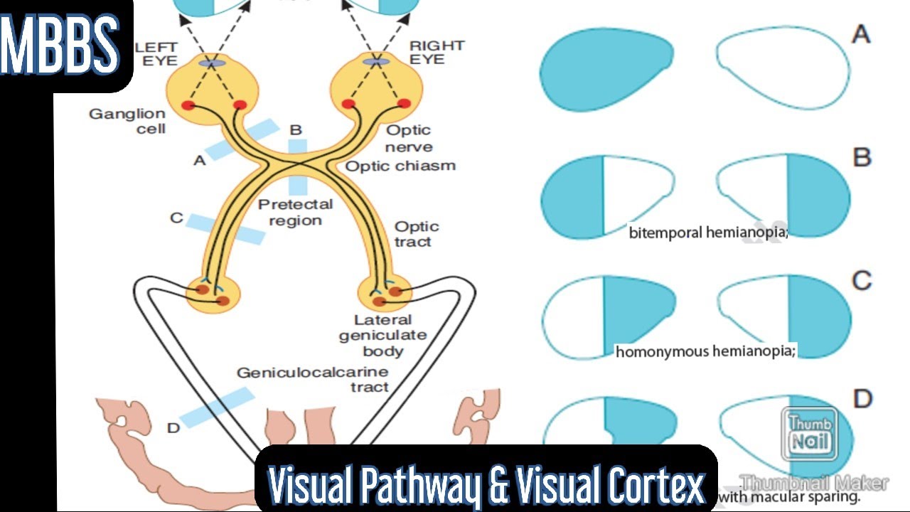 Visual Pathway & Visual Cortex #mbbs #neetpg #medicine #physiology ...