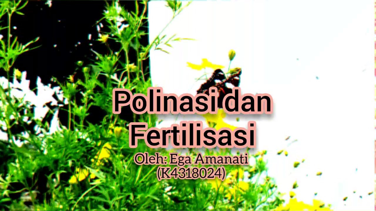 Polinasi dan Fertilisasi - YouTube