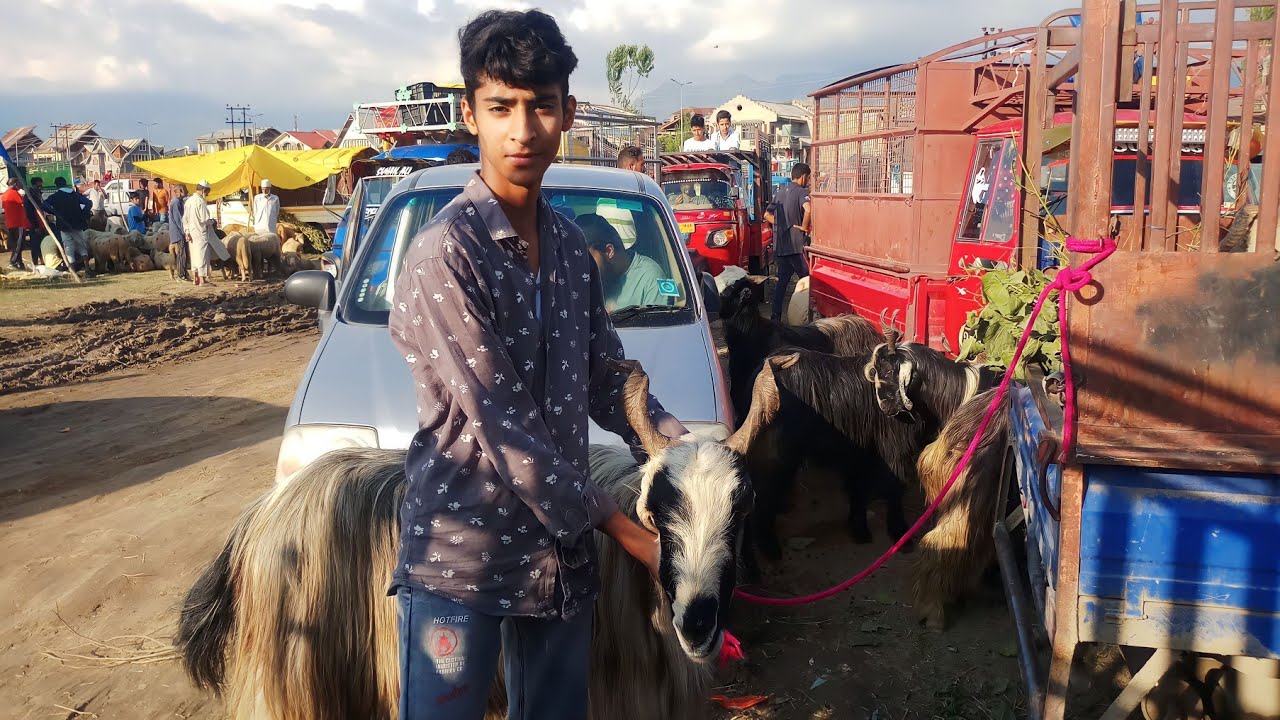 Exploring Eidgah Sheep Mandi 🐏 || Srinagar - YouTube
