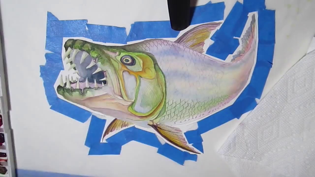 Goliath TigerFish - YouTube