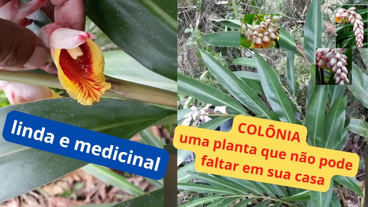 colônia não deixe faltar esta planta em casa - YouTube