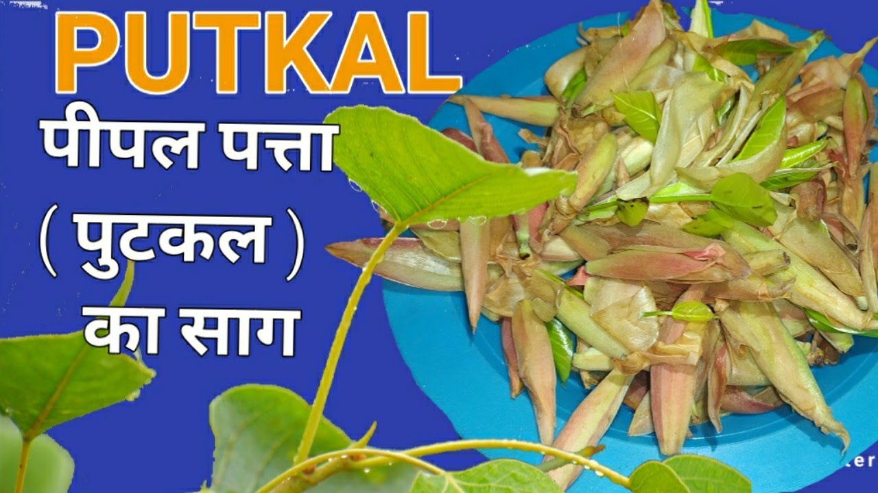 पीपल पत्ते की सब्जी | Putkal Recipe | Phutkal ki Sabji | Phutkal ...