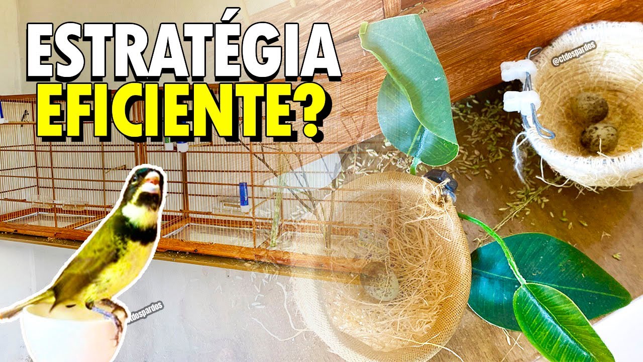 “Nova” estratégia pra diferenciar coleiro macho ou fêmea? - YouTube