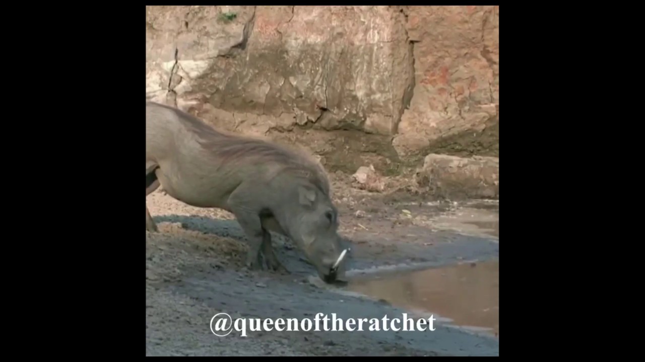 ANIMALS - QUEEN OF THE RATCHET - YouTube