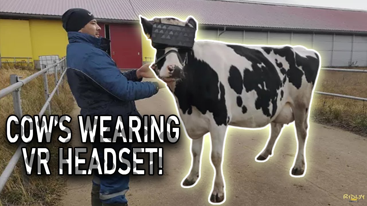 Cow Wearing VR Headsets | Here is Why! - YouTube
