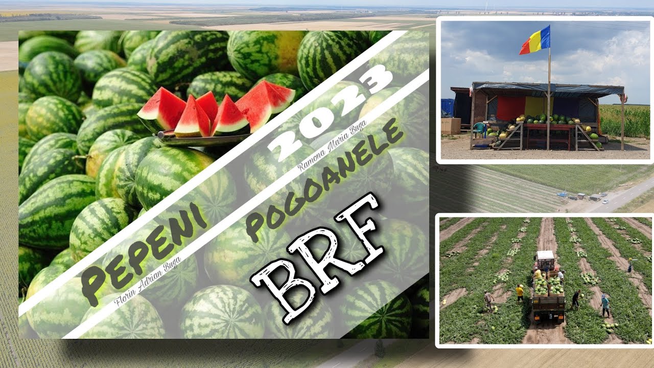Cultura pepeni verzi - producator Florin Adrian Buga, Pogoanele jud ...