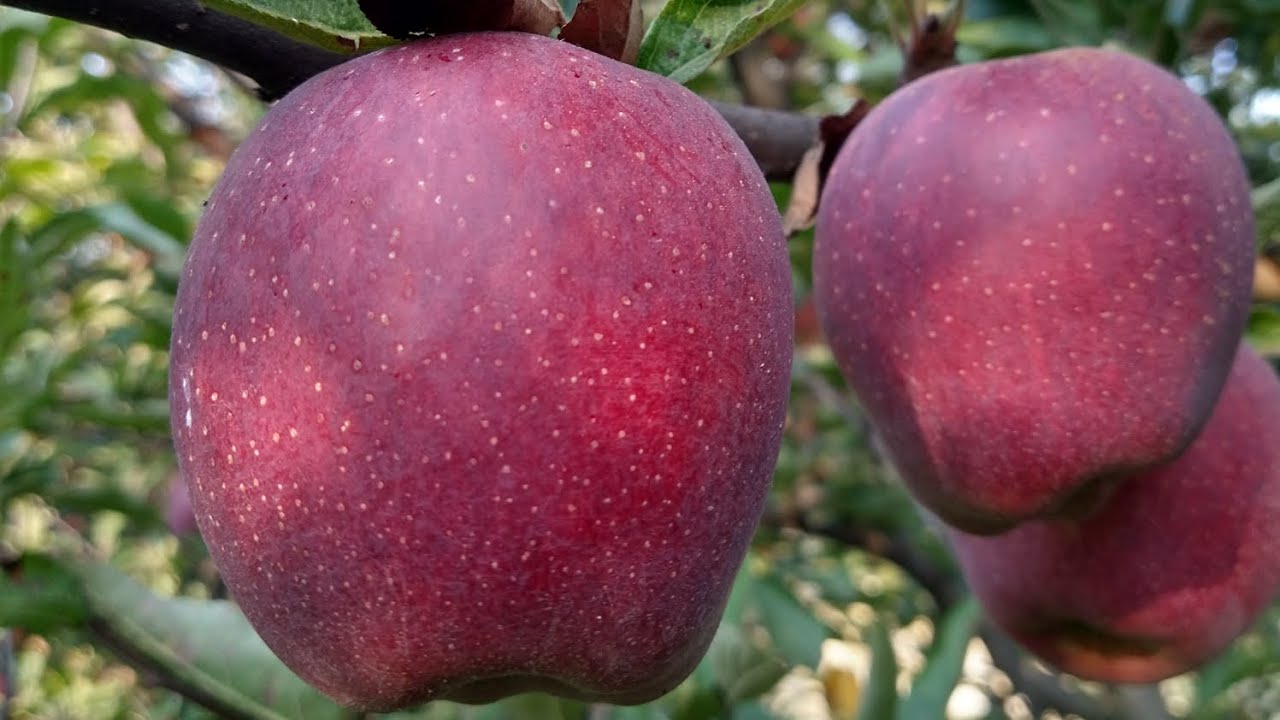 apple kullu picking process in SAGA garden kashmir #kullu #apple # ...
