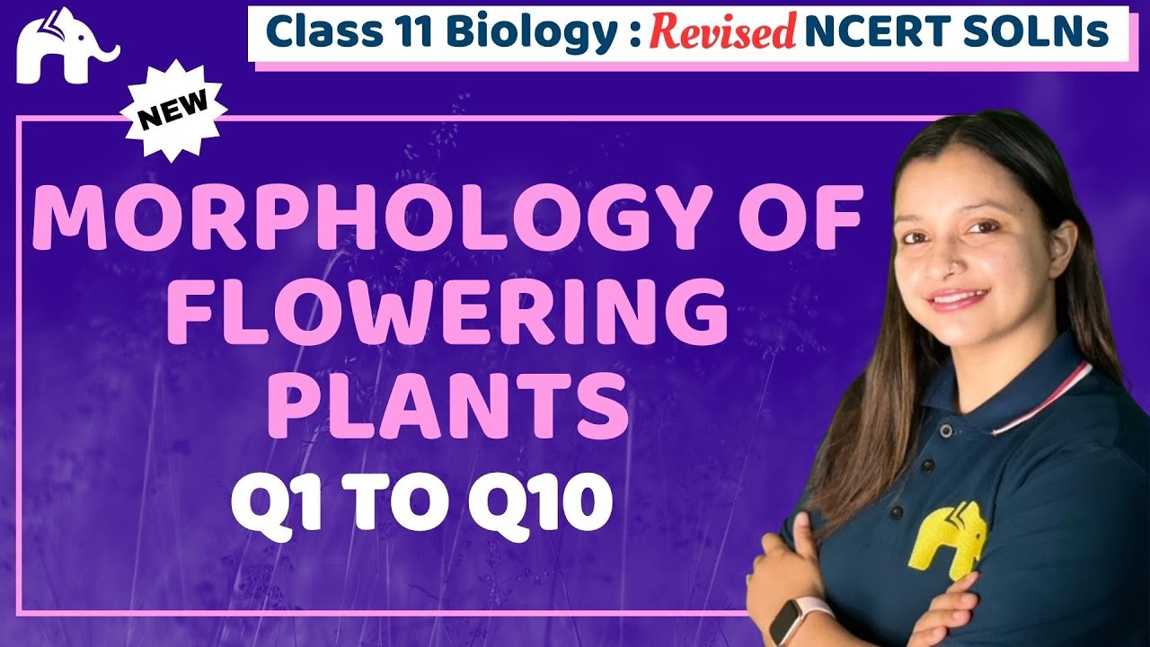 Morphology of Flowering Plants Class 11 Biology | Revised NCERT ...