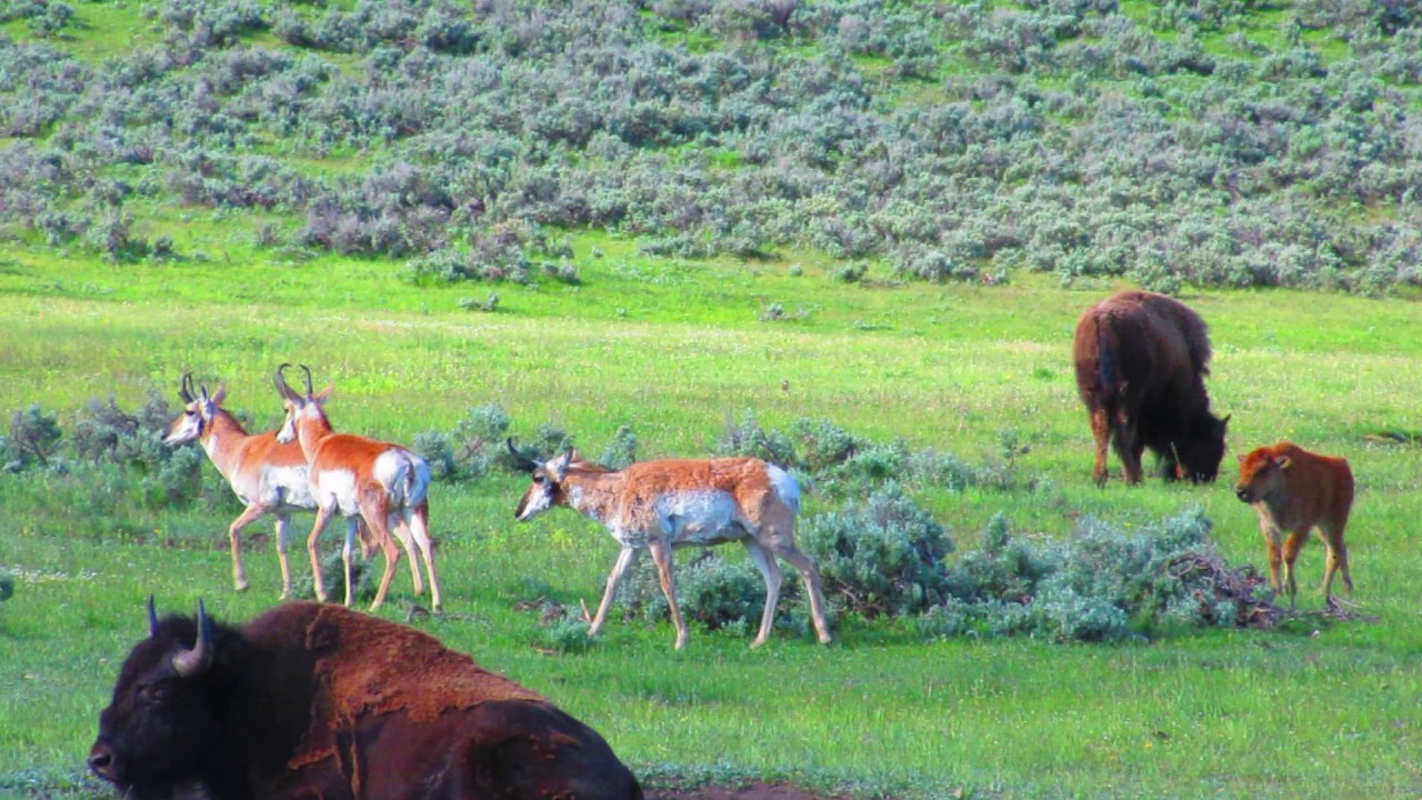 Baby Bison Chases Pronghorns in Yellowstone - YouTube
