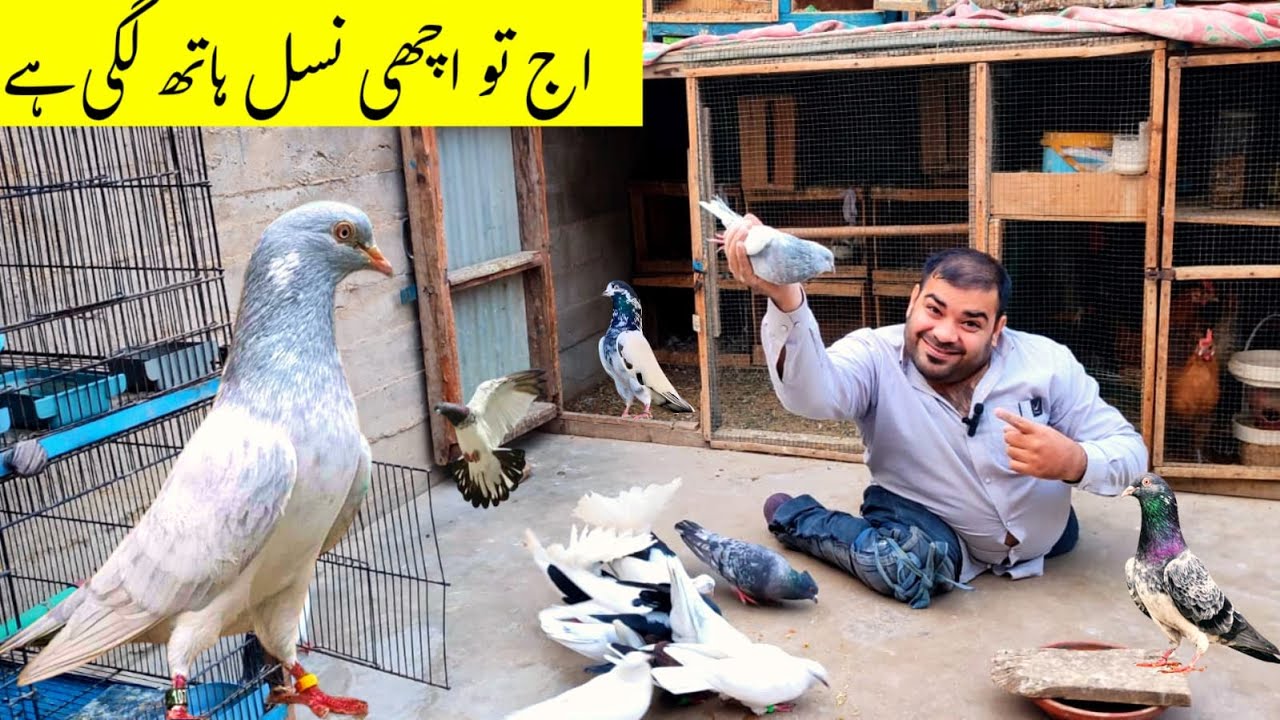 Bahut Dinon Bad Kabootar Pakra | Pigeon Trap | Pigeon Lovers | Hashim ...
